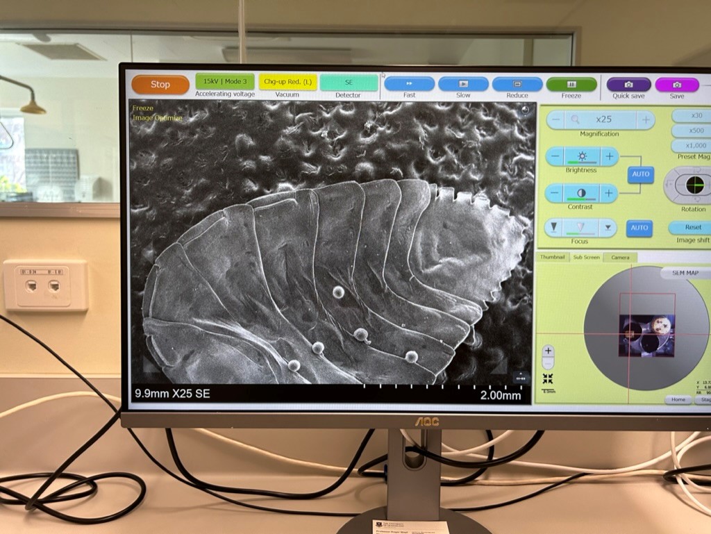 SEM and fluorescence microscope - Centre for Microscopy and Microanalysis - University of Queensland